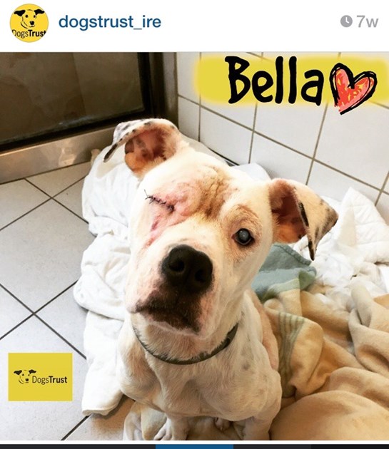 NIAMH ADAMS is fundraising for Dogs Trust Ireland