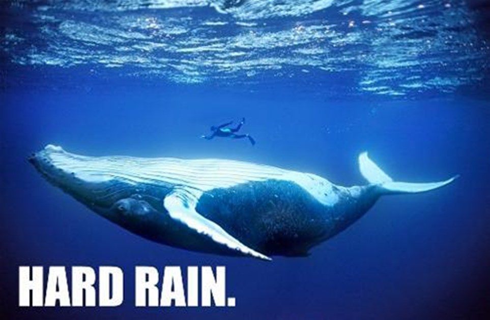 Hard Rain is fundraising for Rainforest Concern