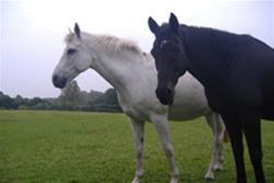 carrie warner is fundraising for World Horse Welfare