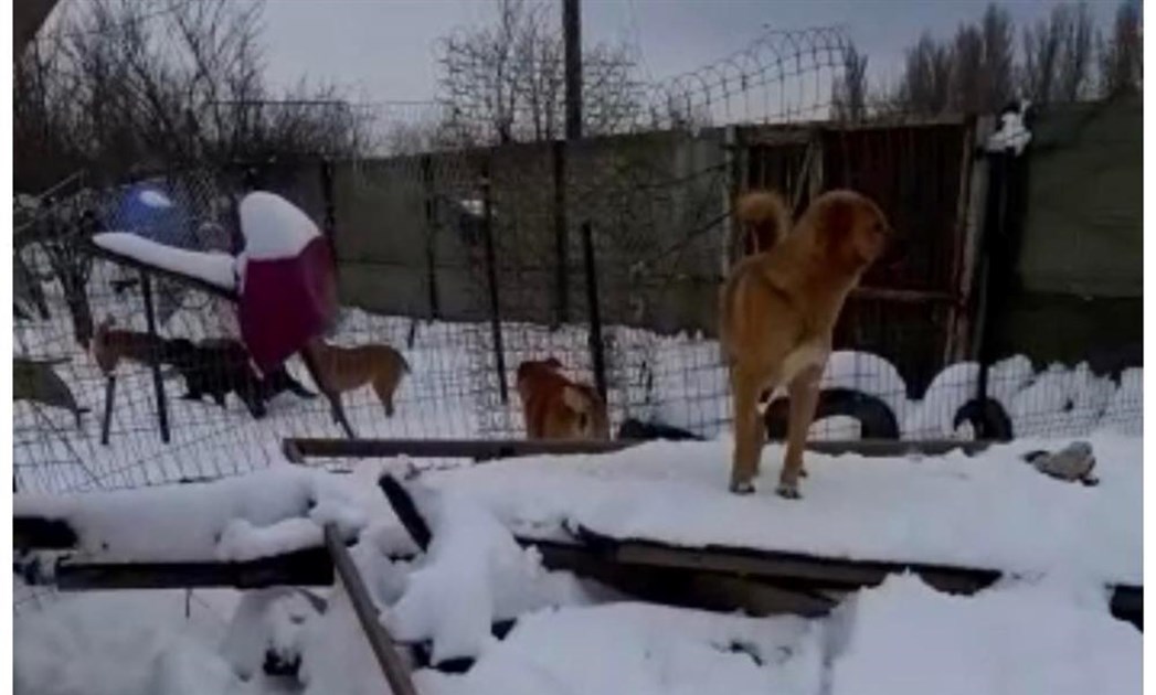 katrina wright is fundraising for Freedom Angels Romania