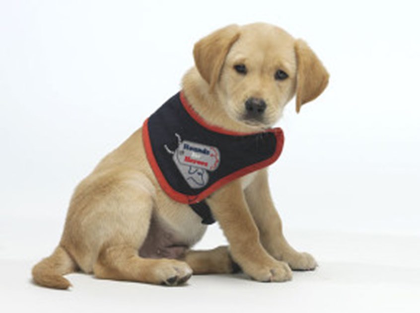 Ian Fowler is fundraising for Hounds for Heroes
