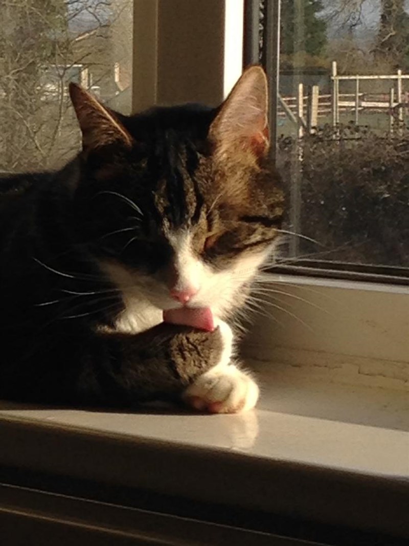 Alison Pargeter is fundraising for Cats Protection