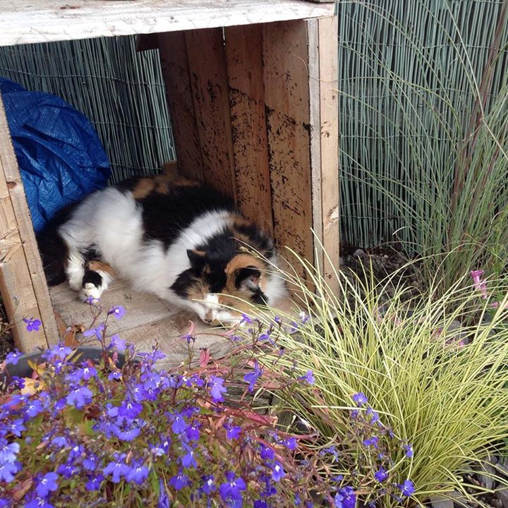 Anne Lambert is fundraising for Stroke Association