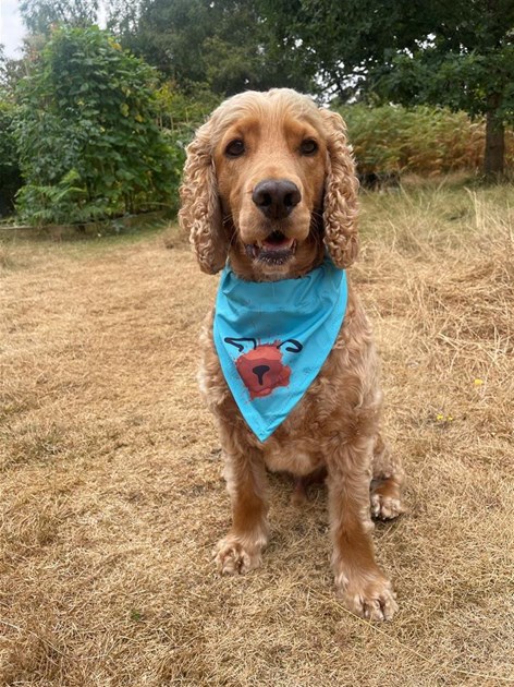 Georgie Oldfield is fundraising for Battersea