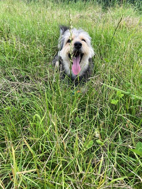 Helen Alcock-Towse is fundraising for Battersea