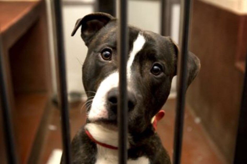 Tony Munday is fundraising for Battersea