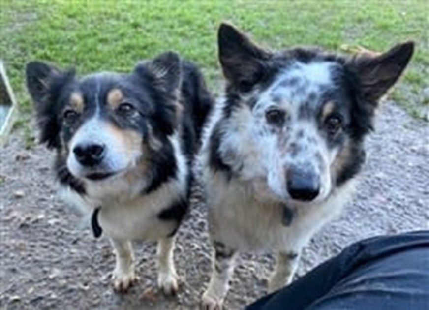TRACEY SUTTON is fundraising for Ferne Animal Sanctuary