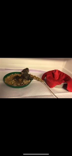 Jessica Appleby is fundraising for Pawz for Thought