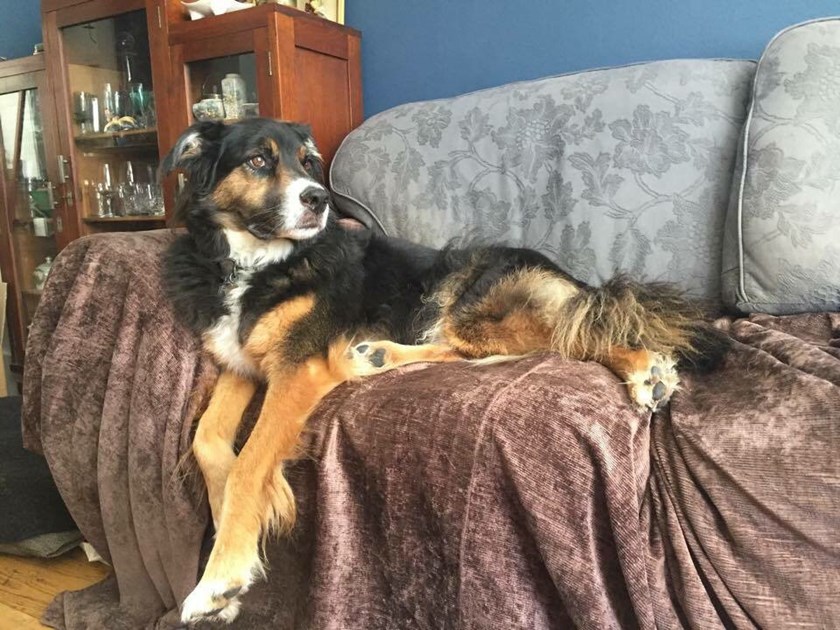 Alex Hassett is fundraising for Last Chance Animal Rescue