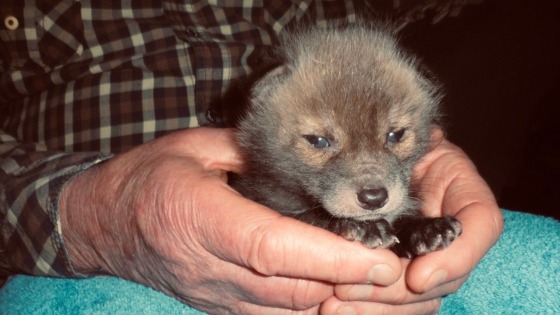 Lee Backhouse is fundraising for THE FOX PROJECT / SOUTHERN WILDLIFE ...