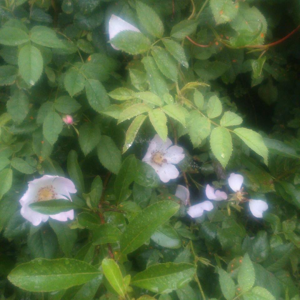 elizabeth harrap is fundraising for British Heart Foundation