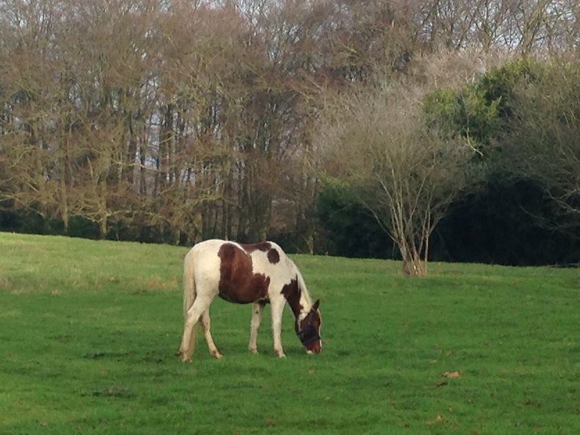 Mane Chance Sanctuary Appeal is fundraising for Mane Chance