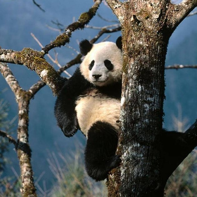 Stephen Slade is fundraising for WWF-UK