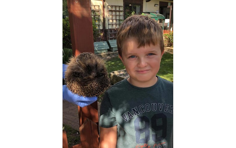 Harry Peksa is fundraising for Tiggywinkles Wildlife Hospital