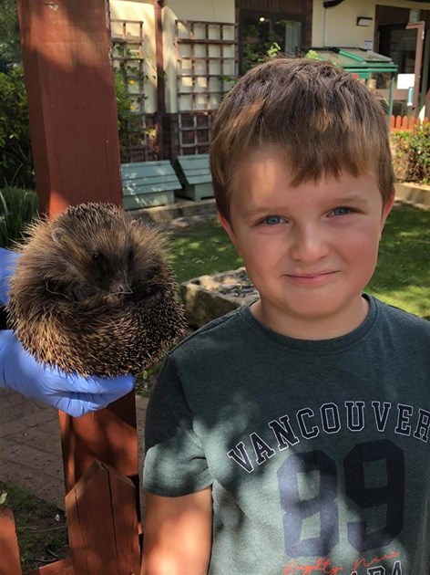 Harry Peksa is fundraising for Tiggywinkles Wildlife Hospital