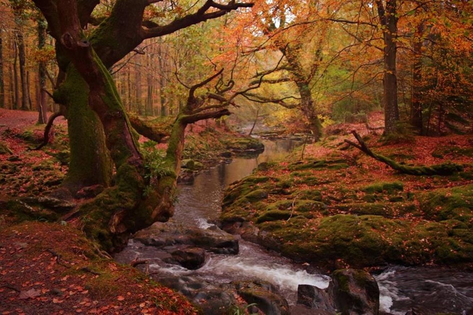 Kelly Towe is fundraising for Cancer Focus Northern Ireland