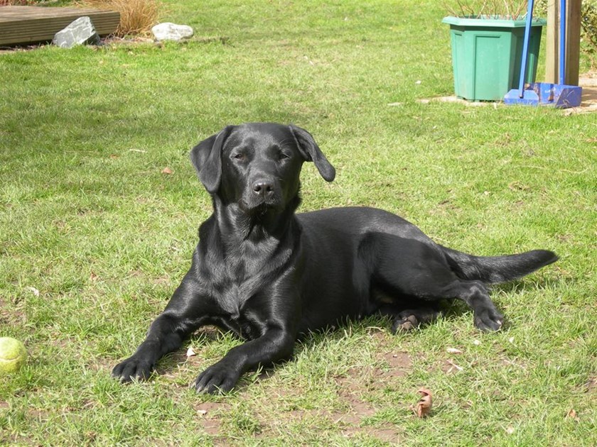 Julian Cartman is fundraising for Gaddesden Place Riding for the ...