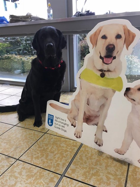 Shrewsbury Guide Dogs is fundraising for Guide Dogs