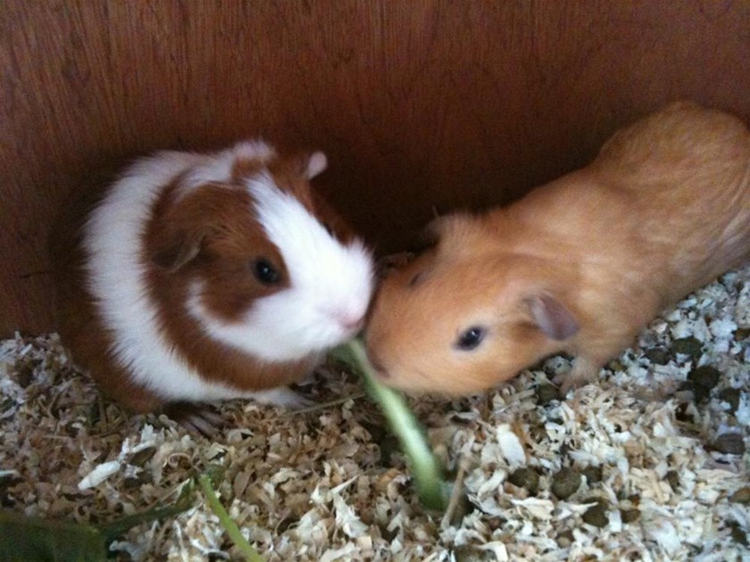 Heather Elphick is fundraising for The Children's Hospital Charity