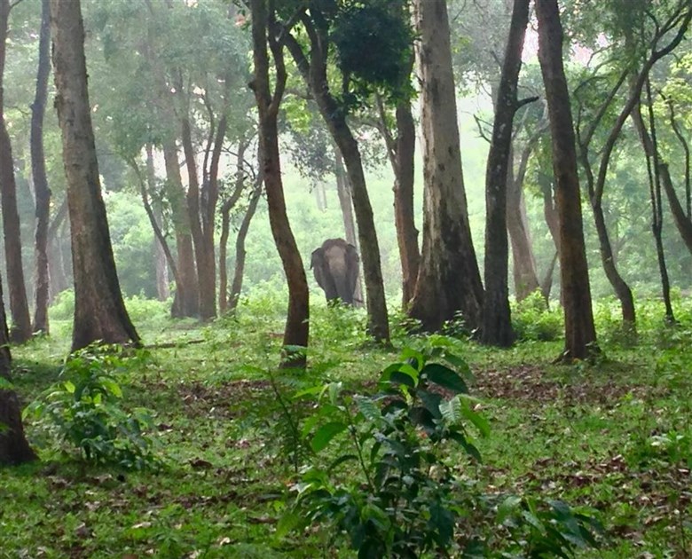 Alex Congreve is fundraising for Wildlife SOS