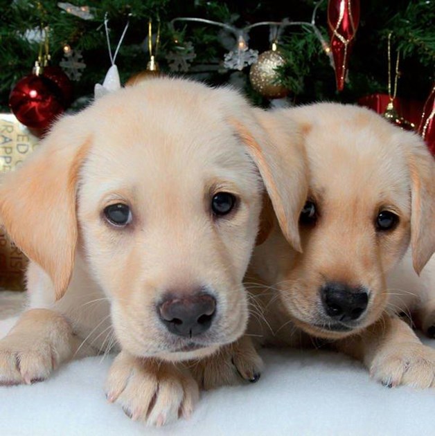 Alexander Buxton is fundraising for Guide Dogs
