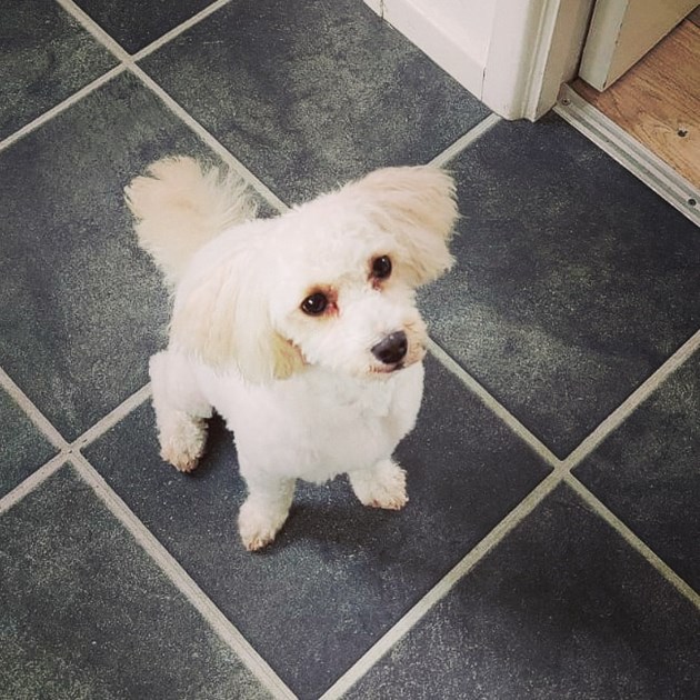 Aine Moore is fundraising for Battersea