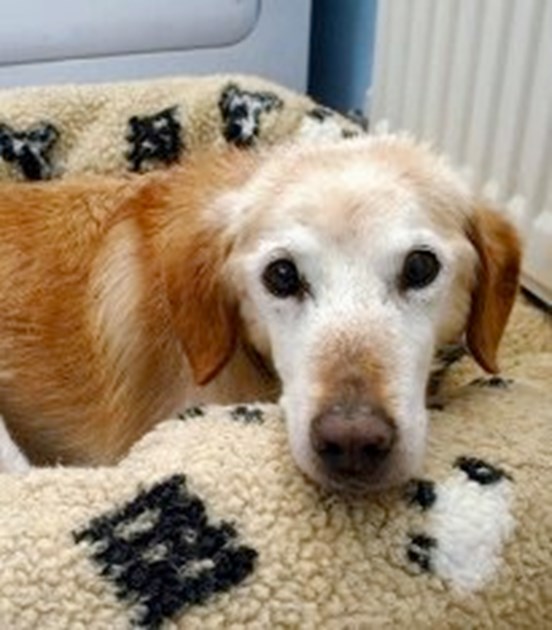 Andy Fearn is fundraising for Dogs Trust