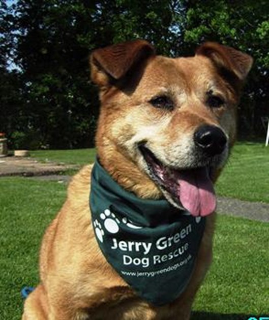 Jerry Green Dog Rescue is fundraising for Jerry Green Dog Rescue