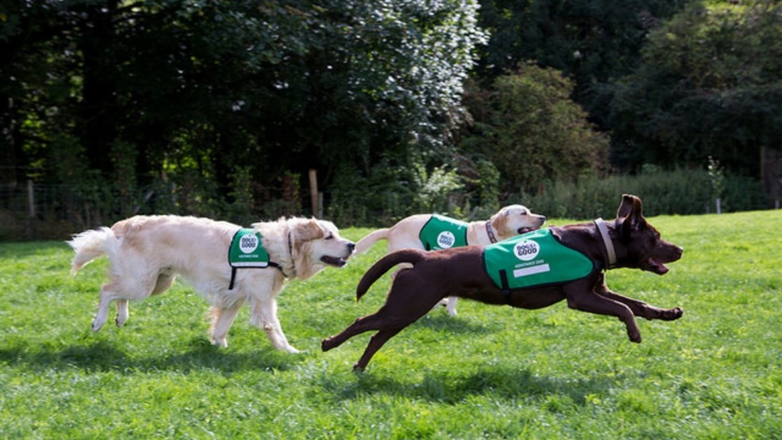 Matthew Jubb is fundraising for Dogs For Good