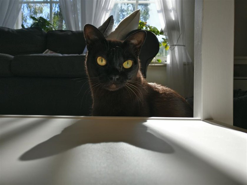 Amanda Nyman is fundraising for Cats Protection