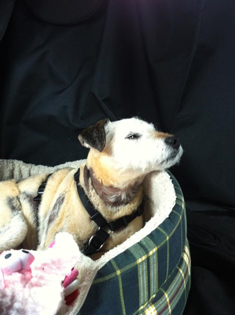 stephen sherratt is fundraising for Dogs Trust