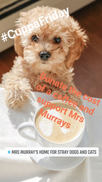 Murrays Home is fundraising for Mrs Murray's Home for Stray Dogs and Cats