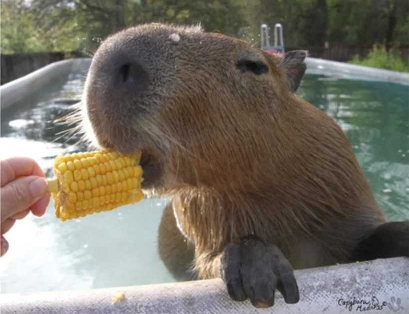 Ewan Milne is fundraising for FareShare South West