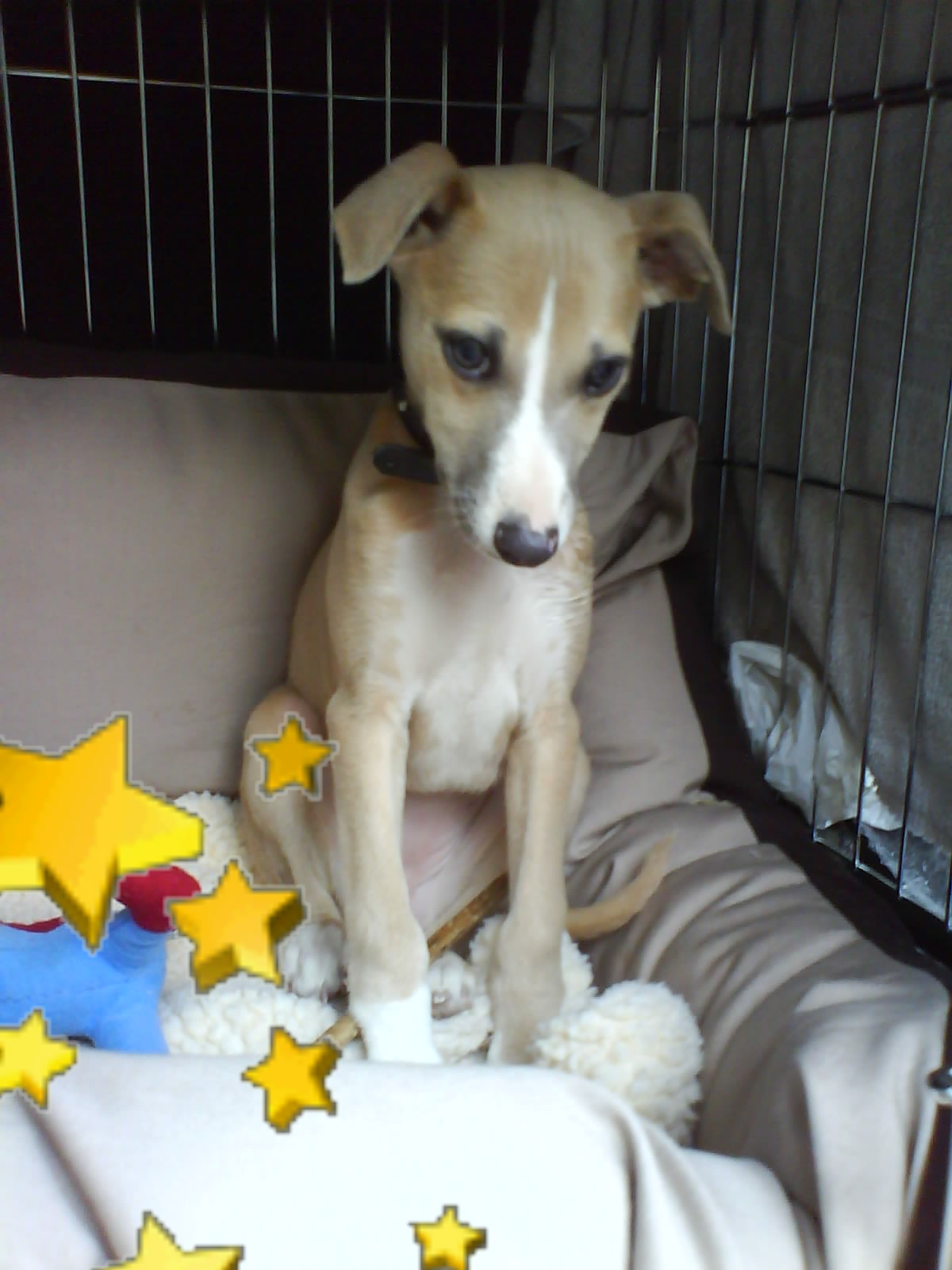 Simon Sweeney is fundraising for NSPKU