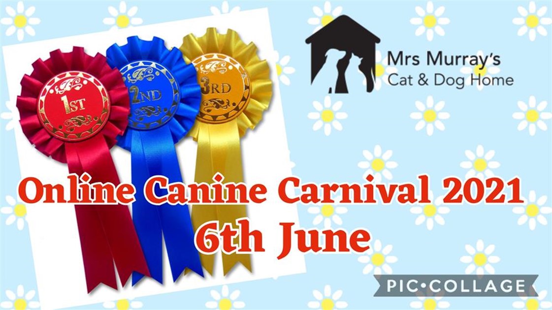 Murrays Home is fundraising for Mrs Murray's Home for Stray Dogs and Cats