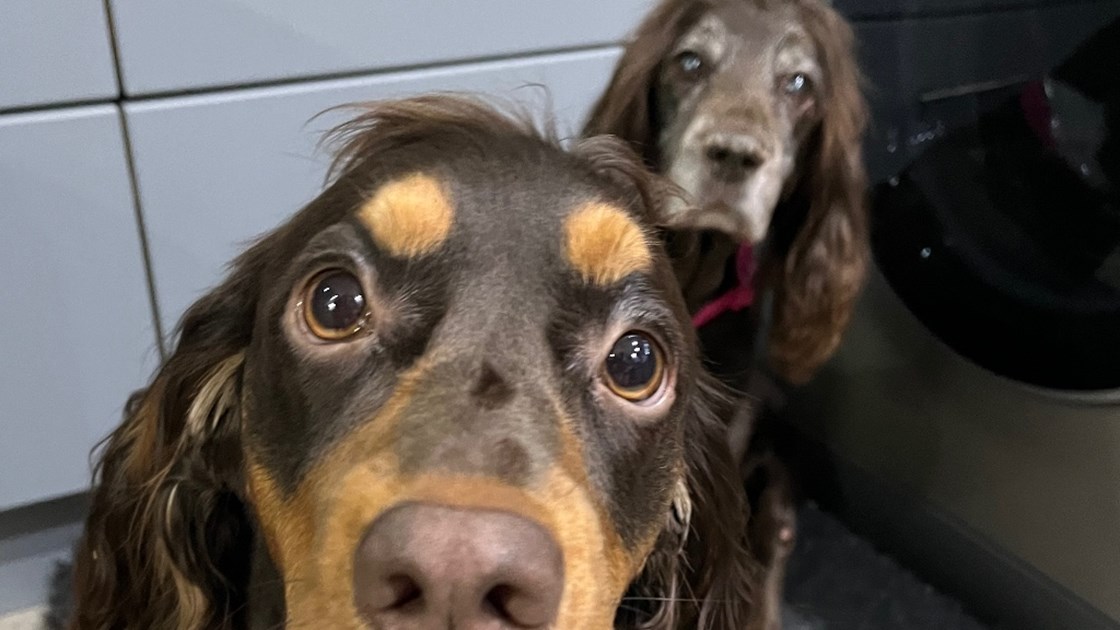 Benjamin Doherty is fundraising for Battersea