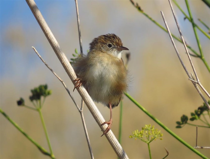 Gary Prescott is fundraising for BirdLife International