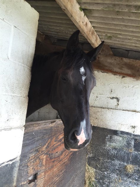 Vicki Bates is fundraising for Hannah's Willberry Wonder Pony Charity