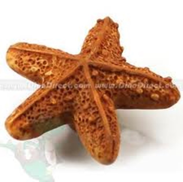 Tina Parfitt is fundraising for Starfish Malawi