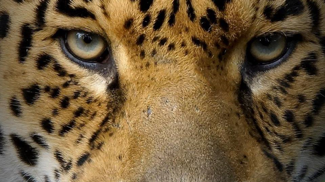 Michelle Letts is fundraising for Dartmoor Zoological Society