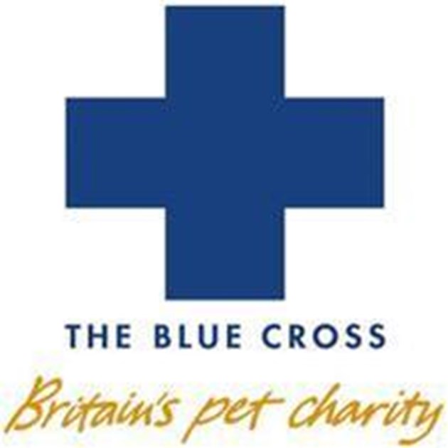 Katie Dore is fundraising for Blue Cross