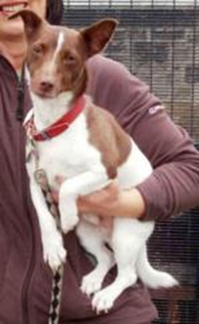 caroline scobie is fundraising for Bryson's Animal Shelter