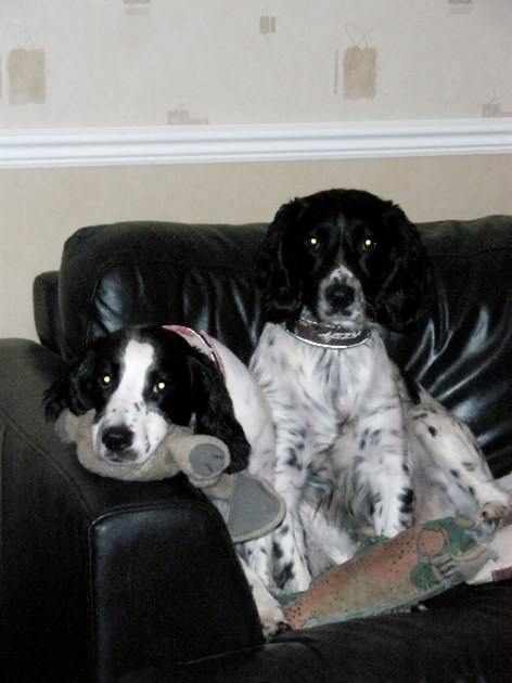 Casey Gibbs is fundraising for RSPCA