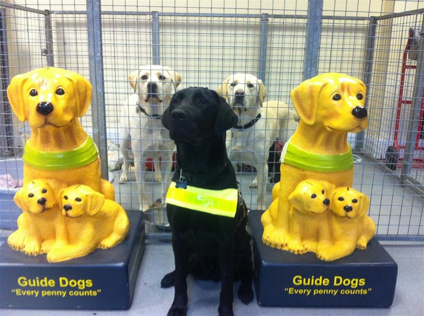 Guide Dogs Fundraising is fundraising for Guide Dogs