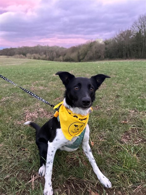 Chloe Macfarlane is fundraising for Dogs Trust