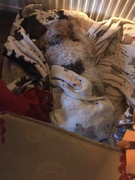 Maria Parnell is fundraising for Dogs Trust