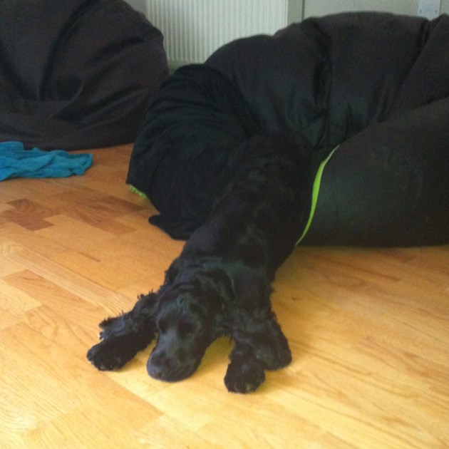 Lisa Croucher is fundraising for Dogs Trust