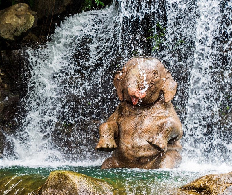 James Bazeley is fundraising for Save the Elephants