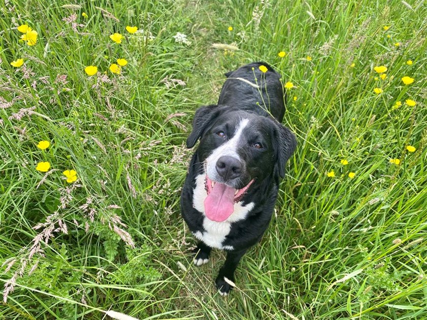 Amelia Bunker is fundraising for Battersea