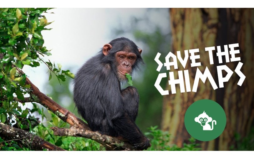 Save The Chimps In Borneo - JustGiving